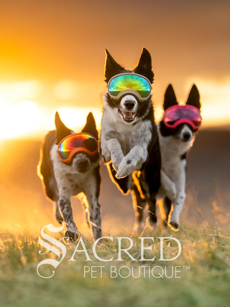 Rex Specs V2 eye protective visor goggles for dogs – Sacred Pet Boutique