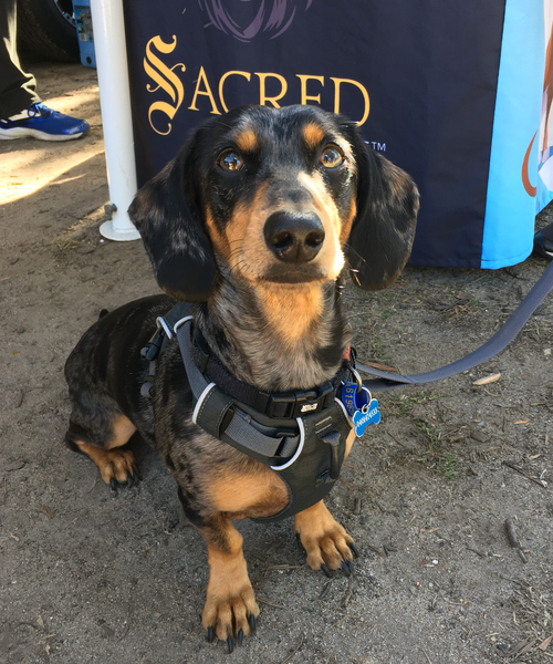 Ruffwear Front Range dog front and back leash mount Harness – Sacred ...